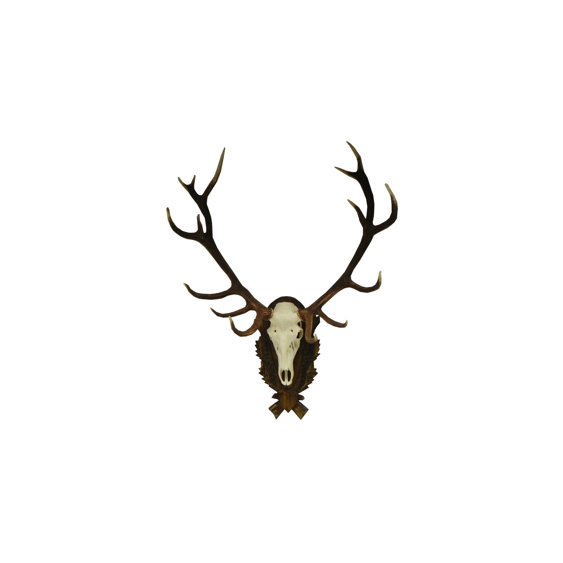 Rothirsch Hirsch Geweih Jagd Trophäe von Geweihe & Trophäen Krumholz