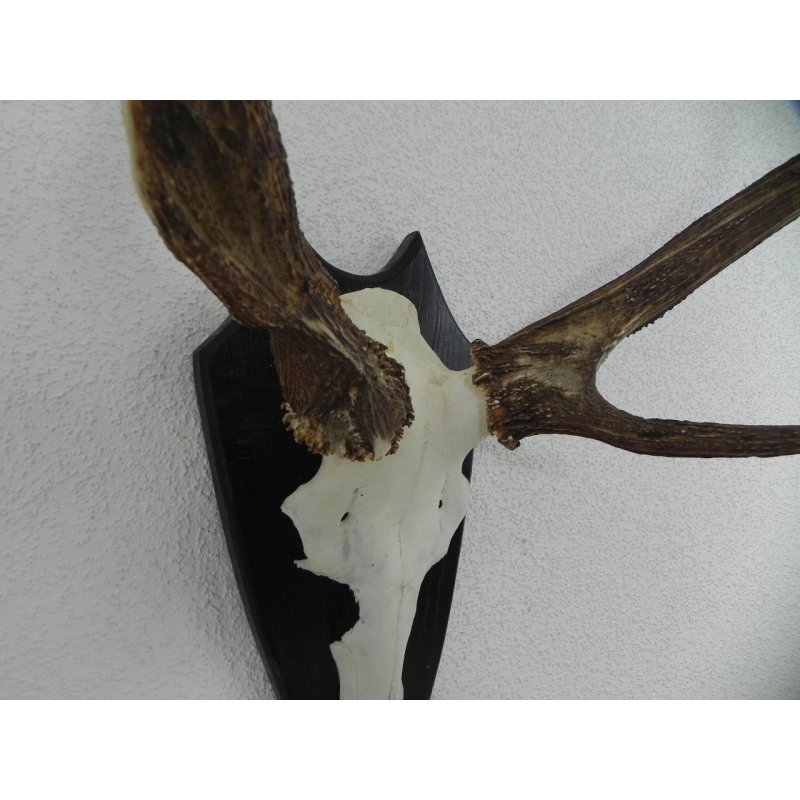 ROTHIRSCH Geweih von Geweihe & Trophäen Krumholz - www.rehgeweihe.de,