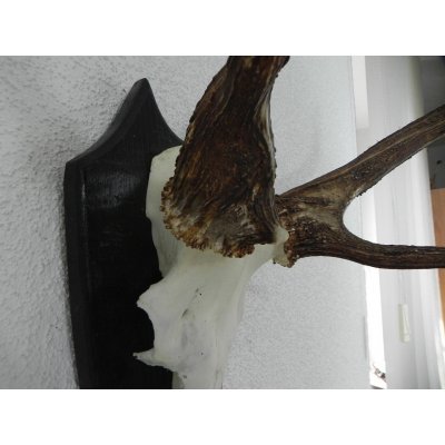 ROTHIRSCH Geweih von Geweihe & Trophäen Krumholz - www.rehgeweihe.de,