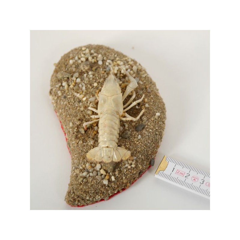 1 Stück GALIZIERKREBS Krebs Tier Präparat Krustentier, € 65,00