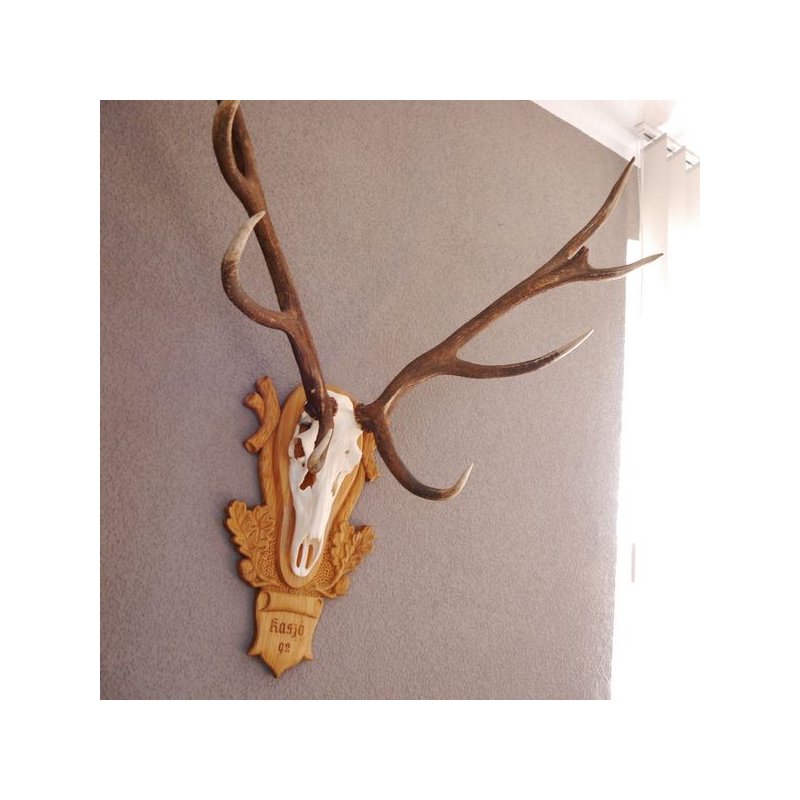 12 Ender ROTHIRSCH Hirsch Geweih Hirschgeweih mit ganzer Nase auf ges ...