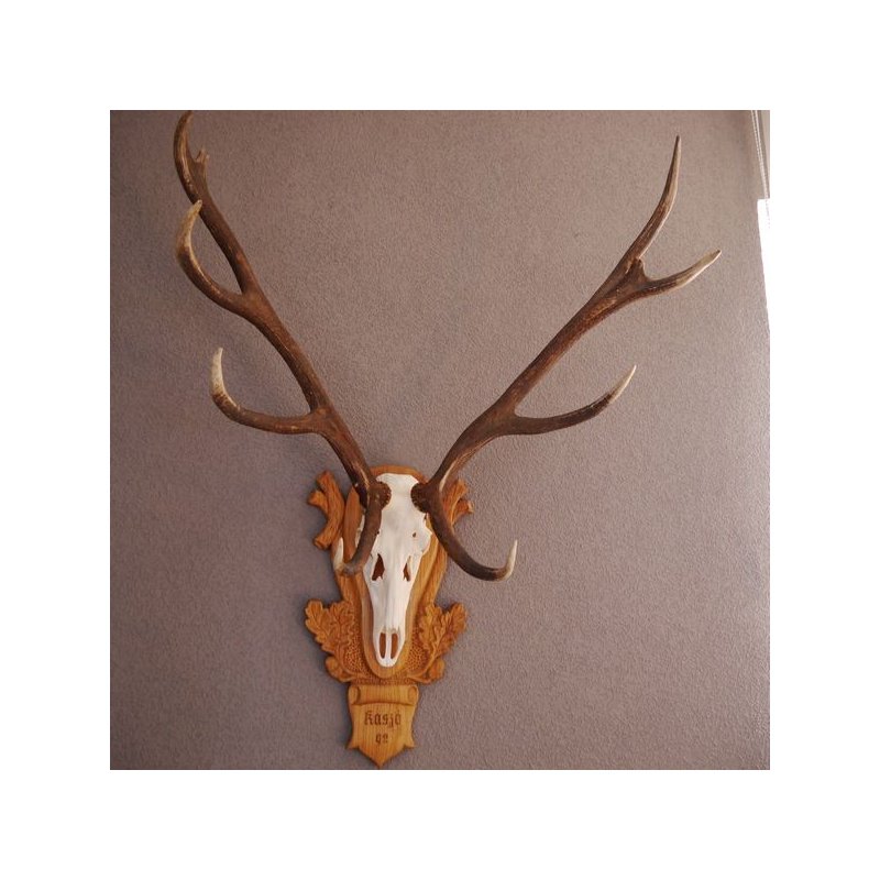 12 Ender ROTHIRSCH Hirsch Geweih Hirschgeweih mit ganzer Nase auf ges ...