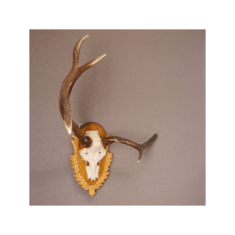 Rothirsch Hirsch Geweih abnorm Hirschgeweih auf geschnitztem Trophäen ...