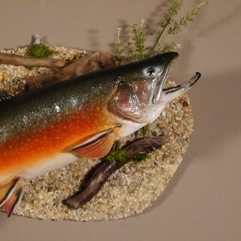 Seesaibling See Saibling Wandersaibling Rotforelle Fisch Präparat