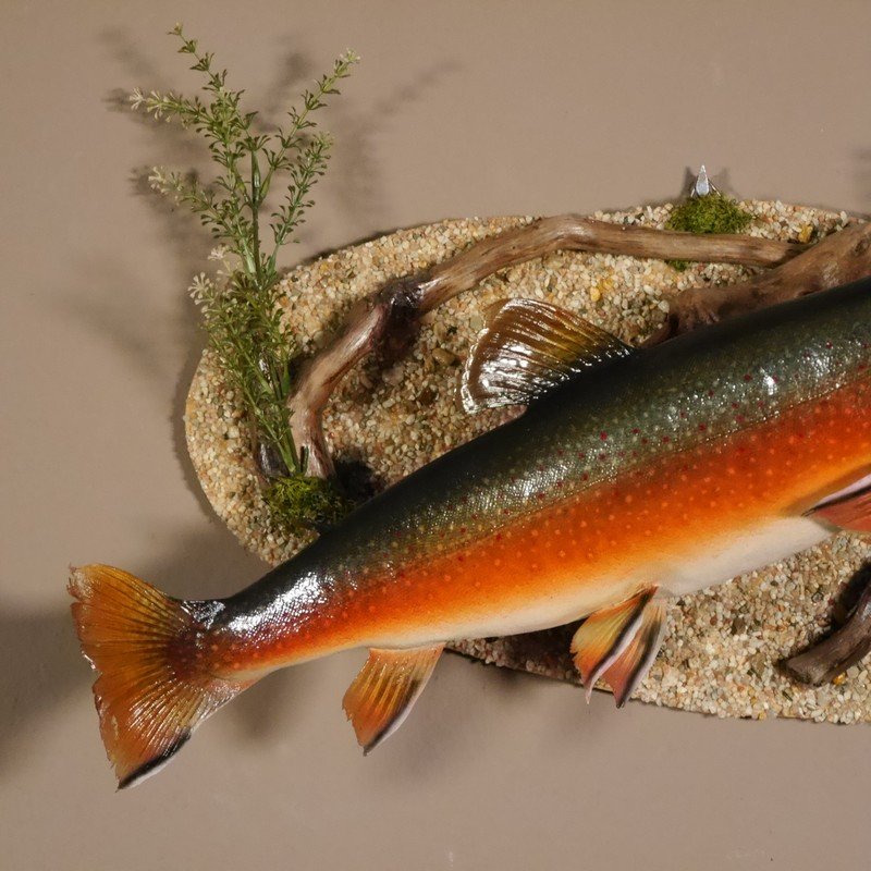 Seesaibling See Saibling Wandersaibling Rotforelle Fisch Präparat